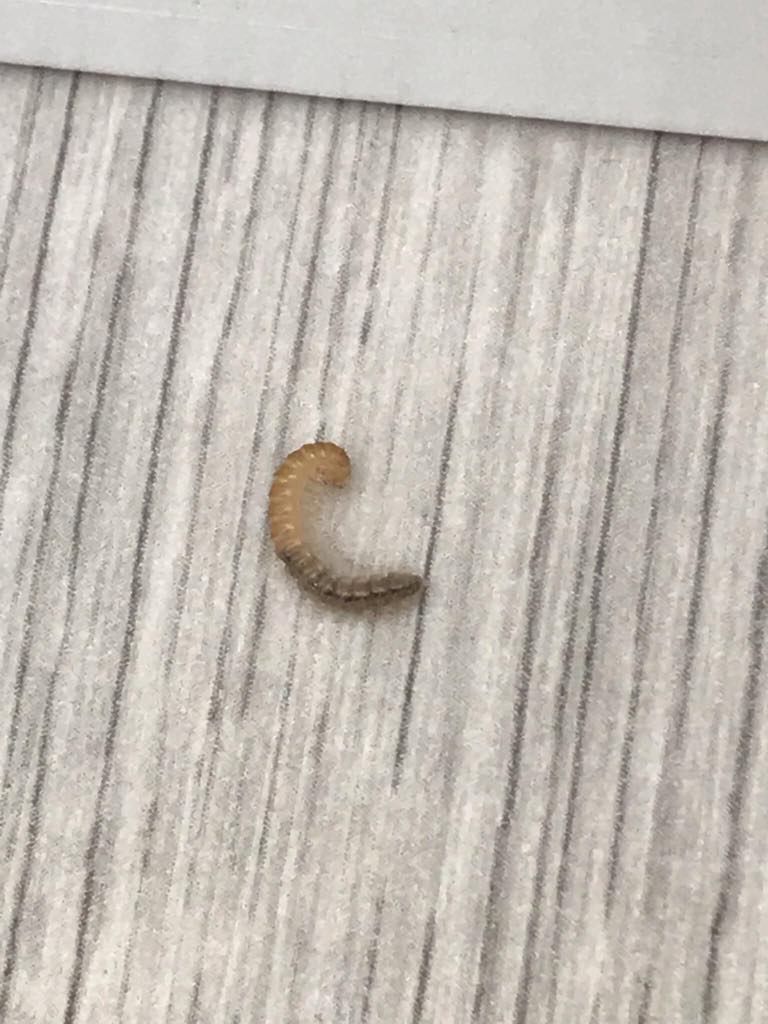 Identyfikacja robaka w domu - elektroda.pl