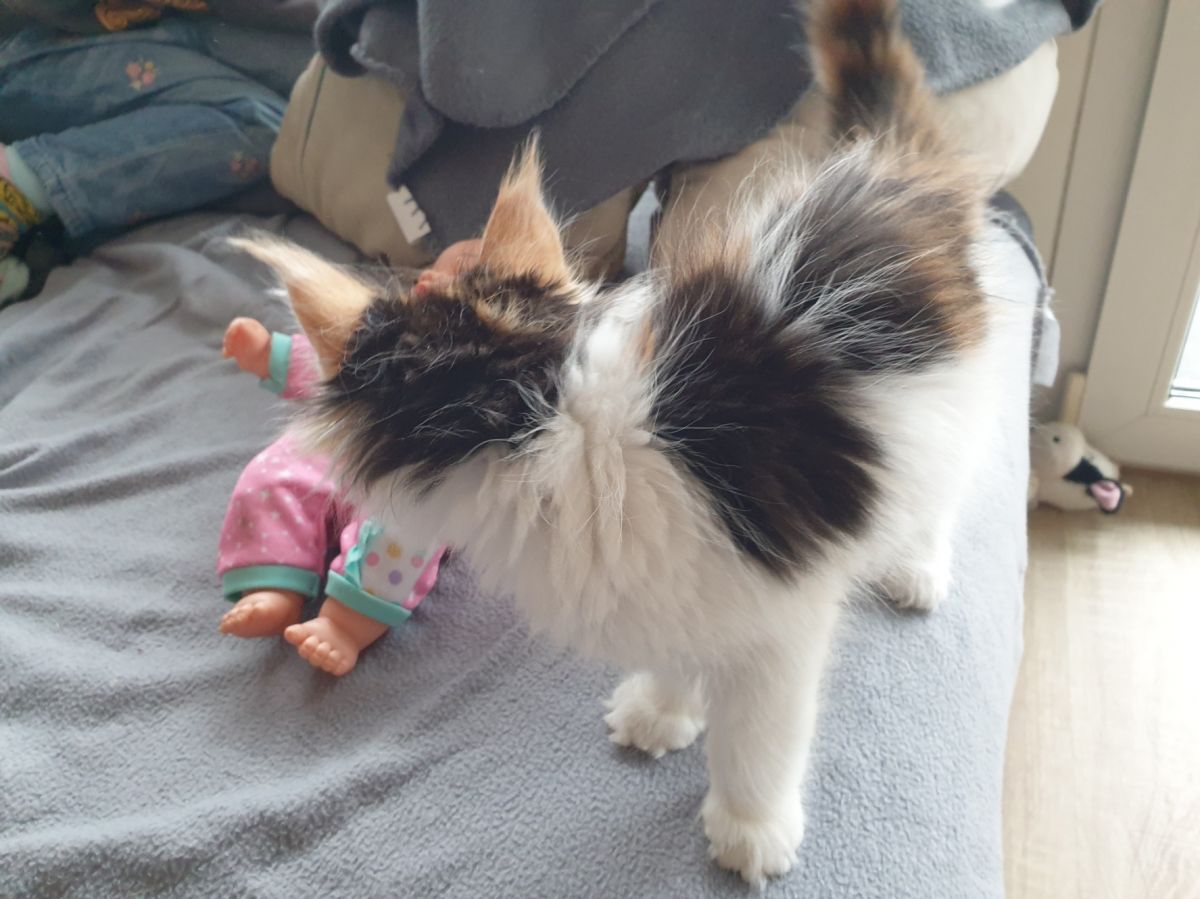 Pochwal się swoim zwierzakiem, kontynuacja - 82 - elektroda.pl