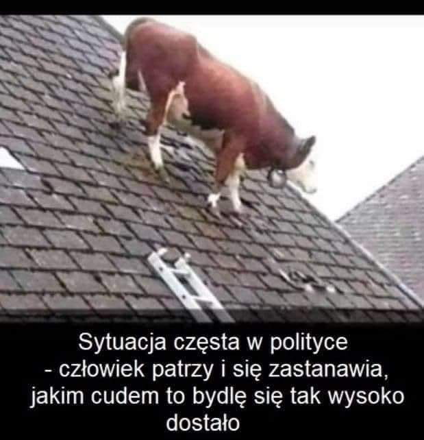 Śmieszne filmiki, obrazki, teksty, audio... - elektroda.pl