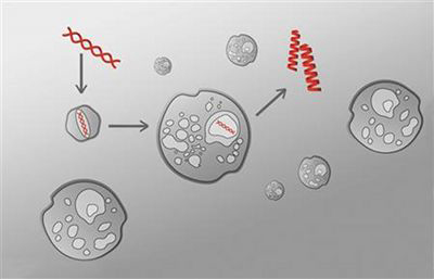 Glybera - lek modyfikujący DNA już wkrótce w sprzedaży