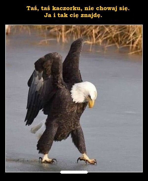 Śmieszne filmiki, obrazki, teksty, audio... - 8 - elektroda.pl