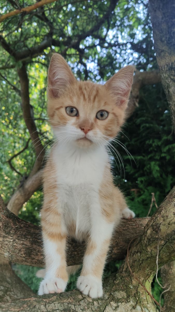 Pochwal się swoim zwierzakiem, kontynuacja - 78 - elektroda.pl