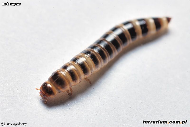 Mąka ze świerszczy nowy produkt spożywczy - 7 - elektroda.pl