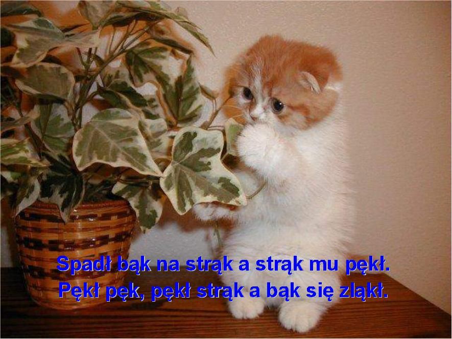 Śmieszne filmiki, obrazki, teksty, audio... - 20 - elektroda.pl