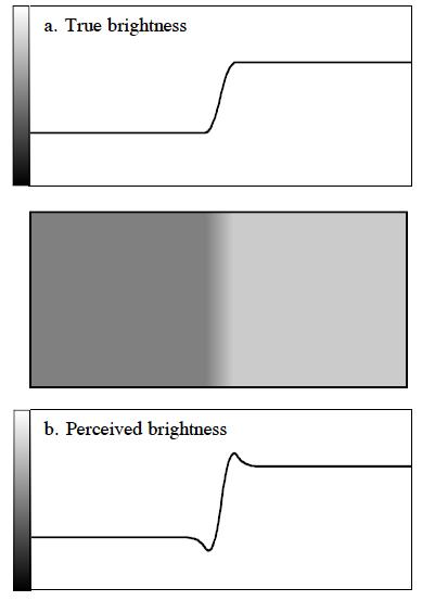 Iluzja optyczna pasma Macha – dlaczego kwadraty A i B mają ten sam kolor?