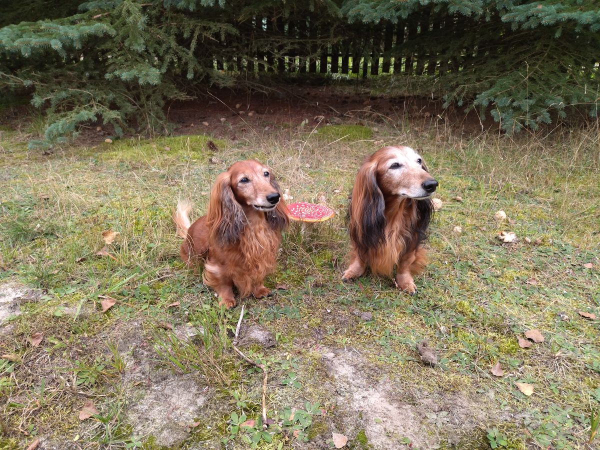 Pochwal się swoim zwierzakiem, kontynuacja - 83 - elektroda.pl